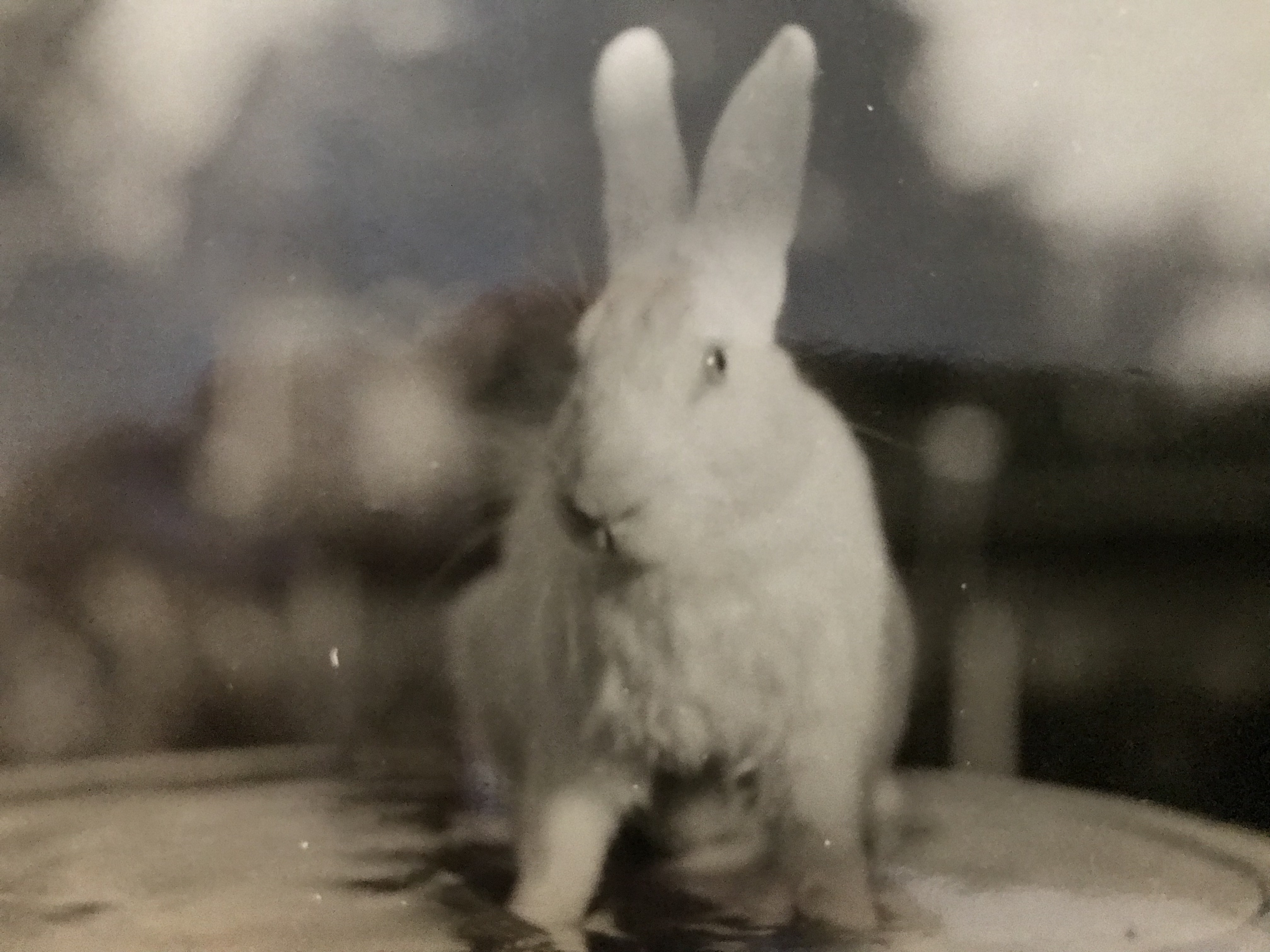 pet rabbit | Reed Brothers Dodge History 1915 – 2012